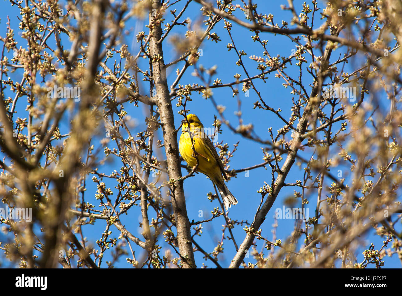 branch bush native expel yellow cock rooster animal bird birds branch ...