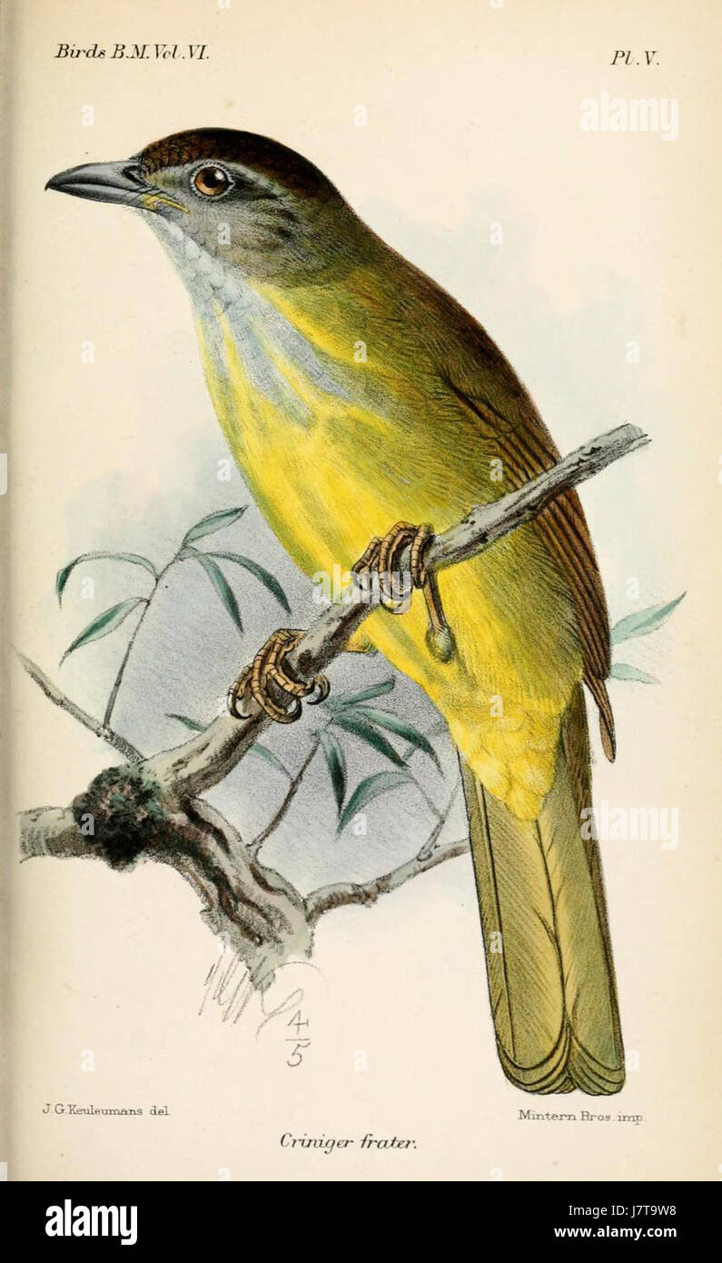 An artwork by Criniger, Frater, and Keulemans, known for their ...