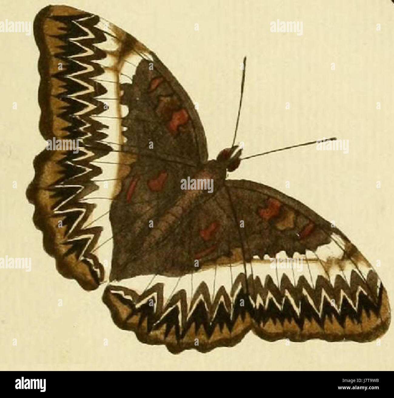 Cymothoe hi-res stock photography and images - Alamy