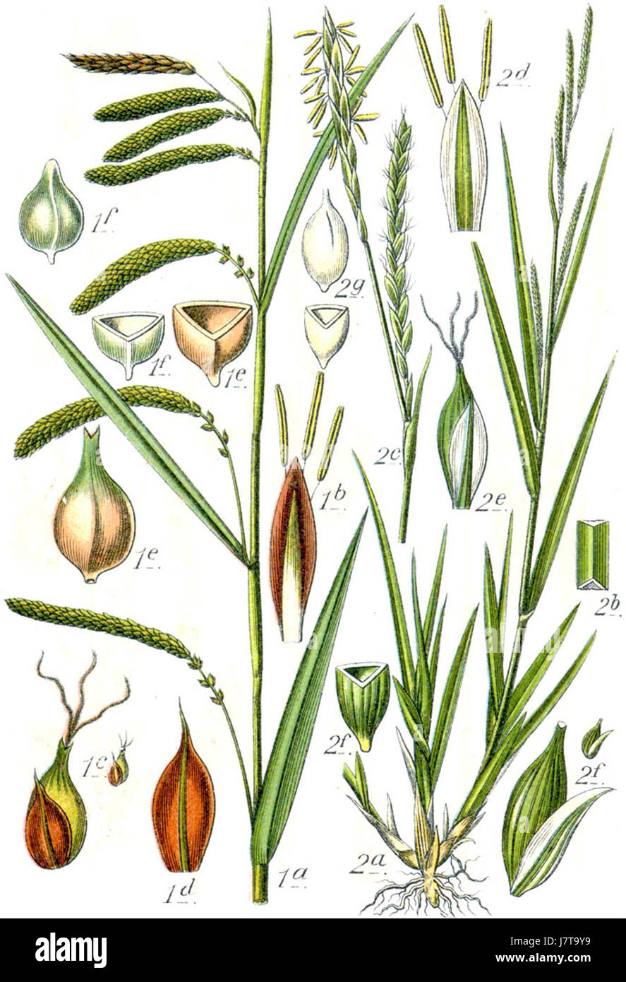 This botanical reference pertains to species of the Carex genus, known ...