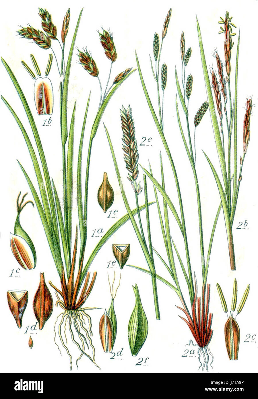 Carex spp Sturm48 Stock Photo - Alamy