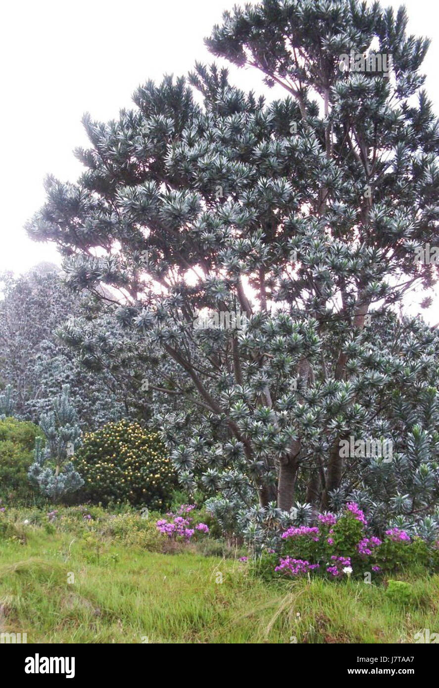 Leucadendron argenteum silvertree hi-res stock photography and images ...