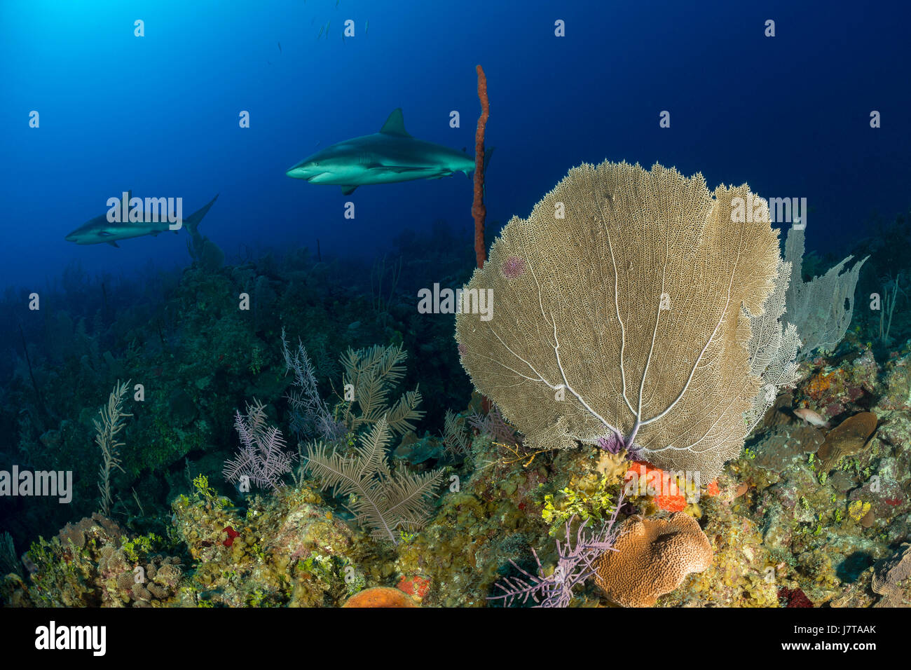 Caribbean Coral Reef, Jardines de la Reina, Cuba Stock Photo - Alamy