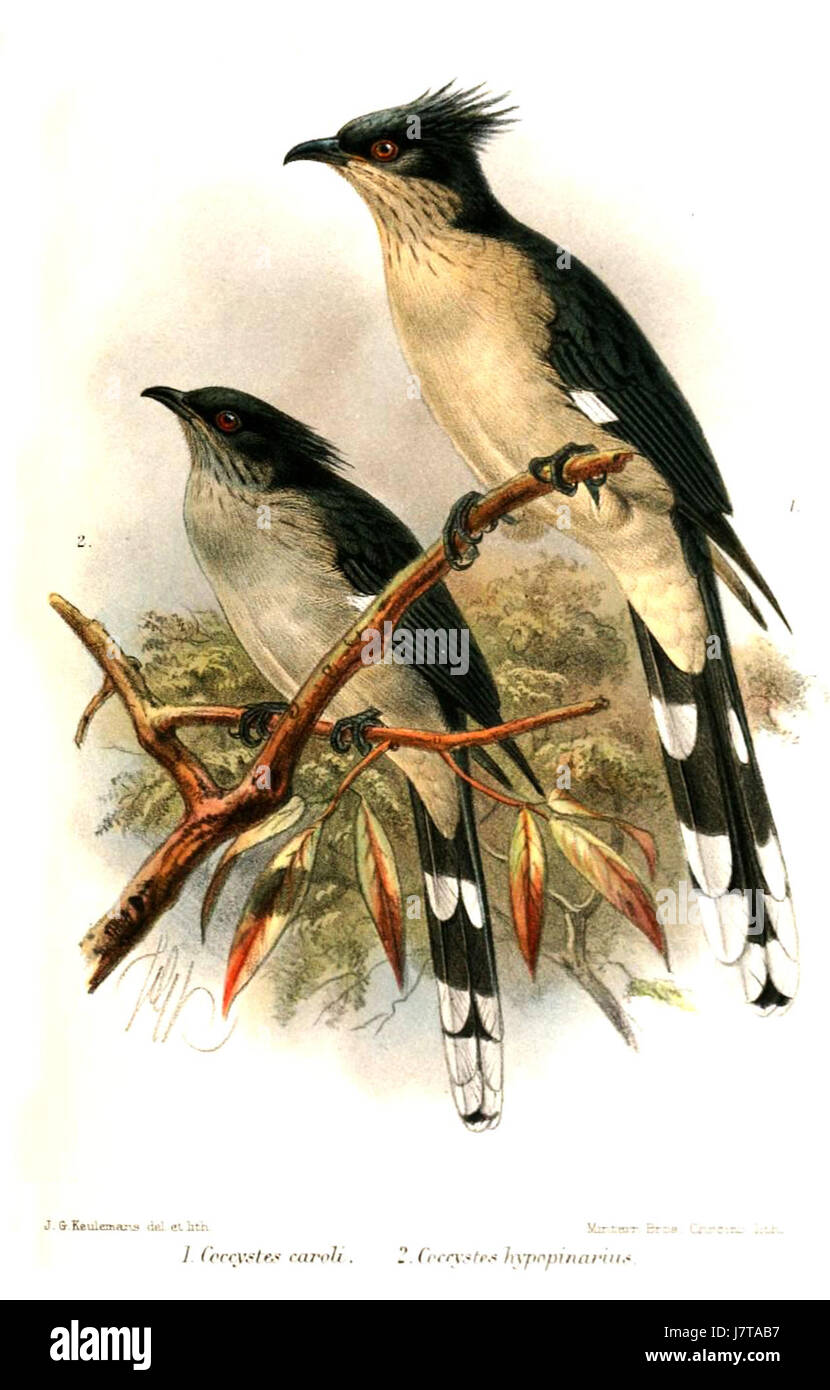 Coccystes Keulemans refers to a bird species depicted by Dutch artist ...