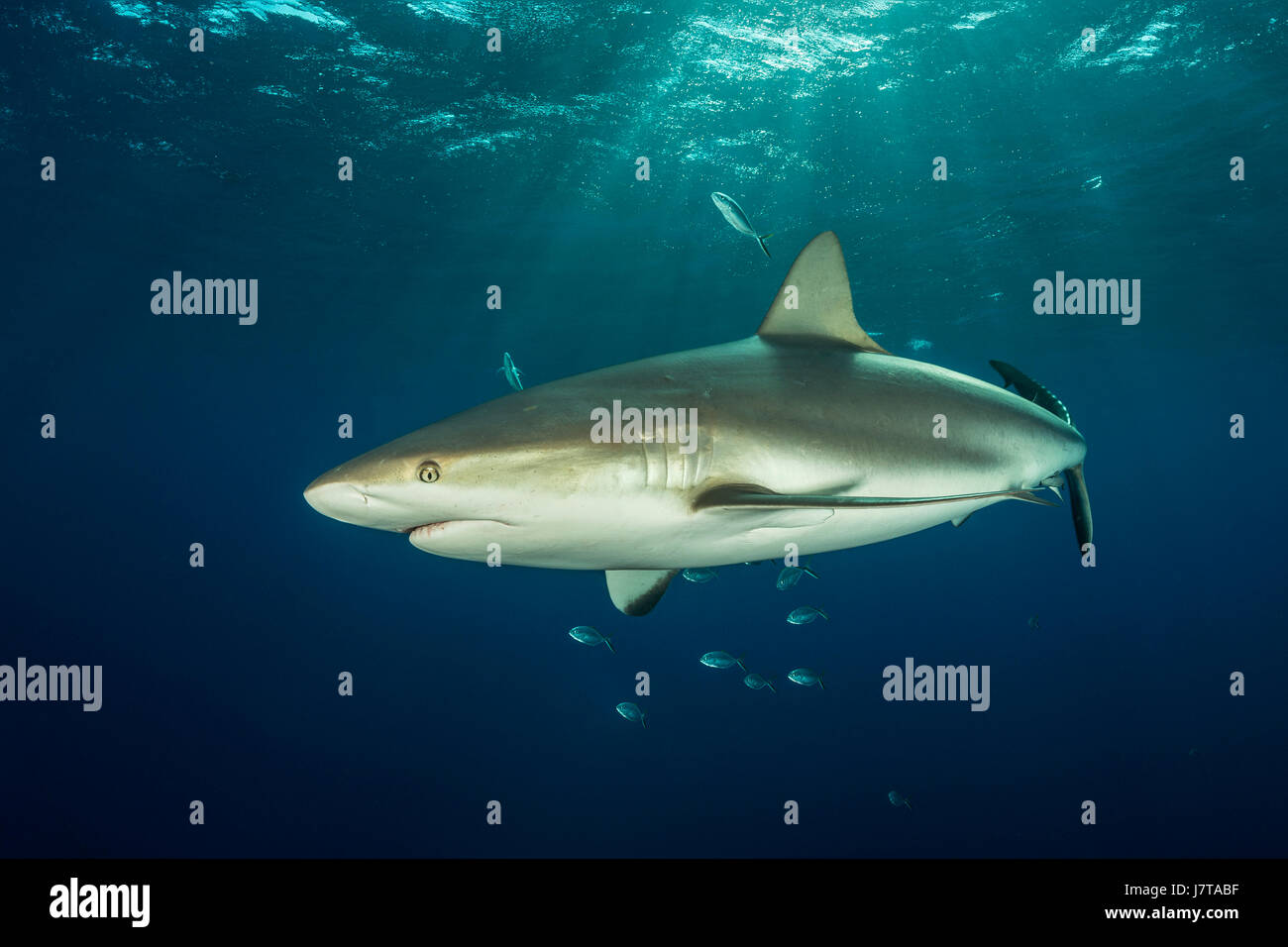 Caribbean Reef Shark, Carcharhinus perezii, Jardines de la Reina, Cuba ...