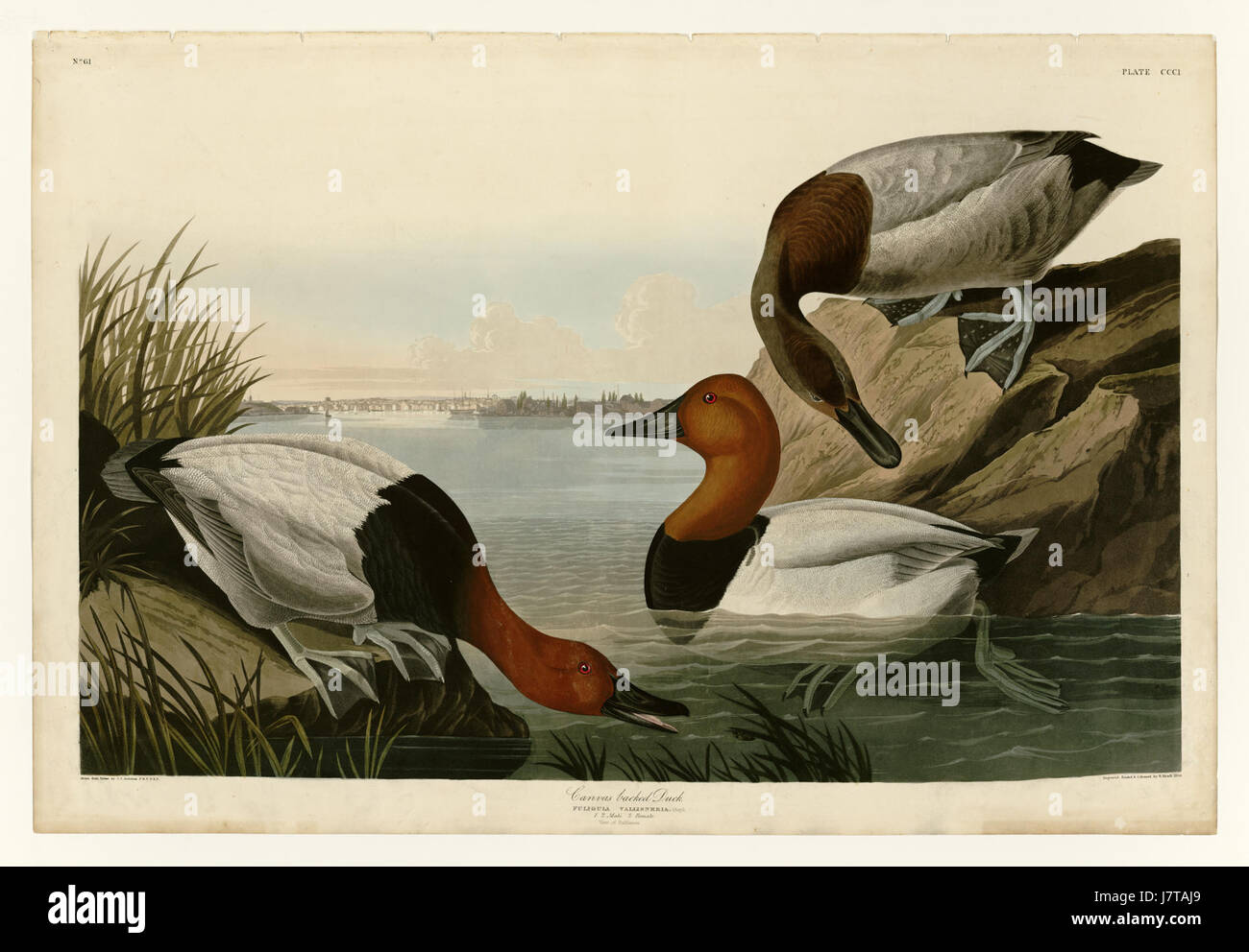 Canvas backed duck hi-res stock photography and images - Alamy