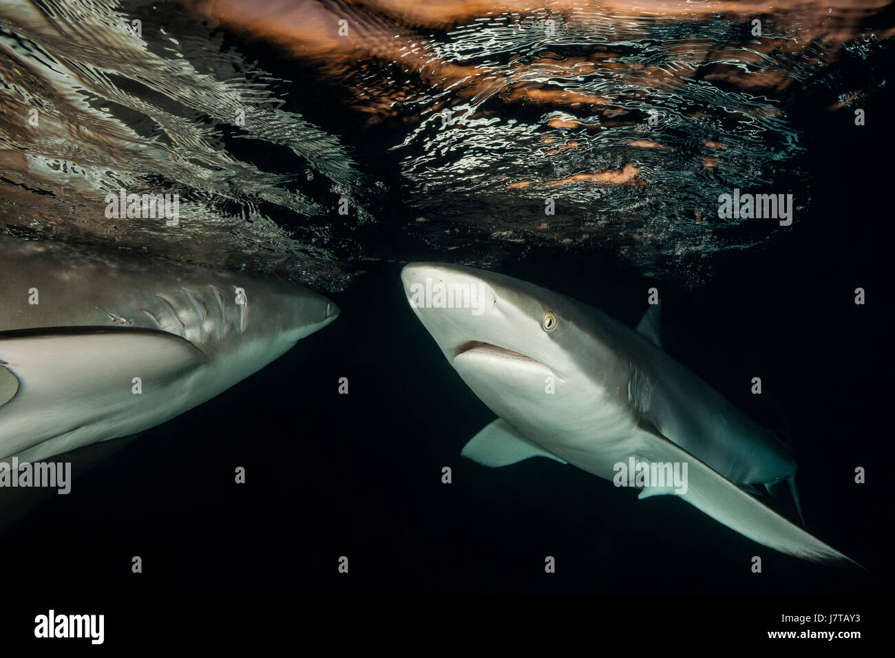 Silky Shark, Carcharhinus falciformis, Jardines de la Reina, Cuba Stock ...