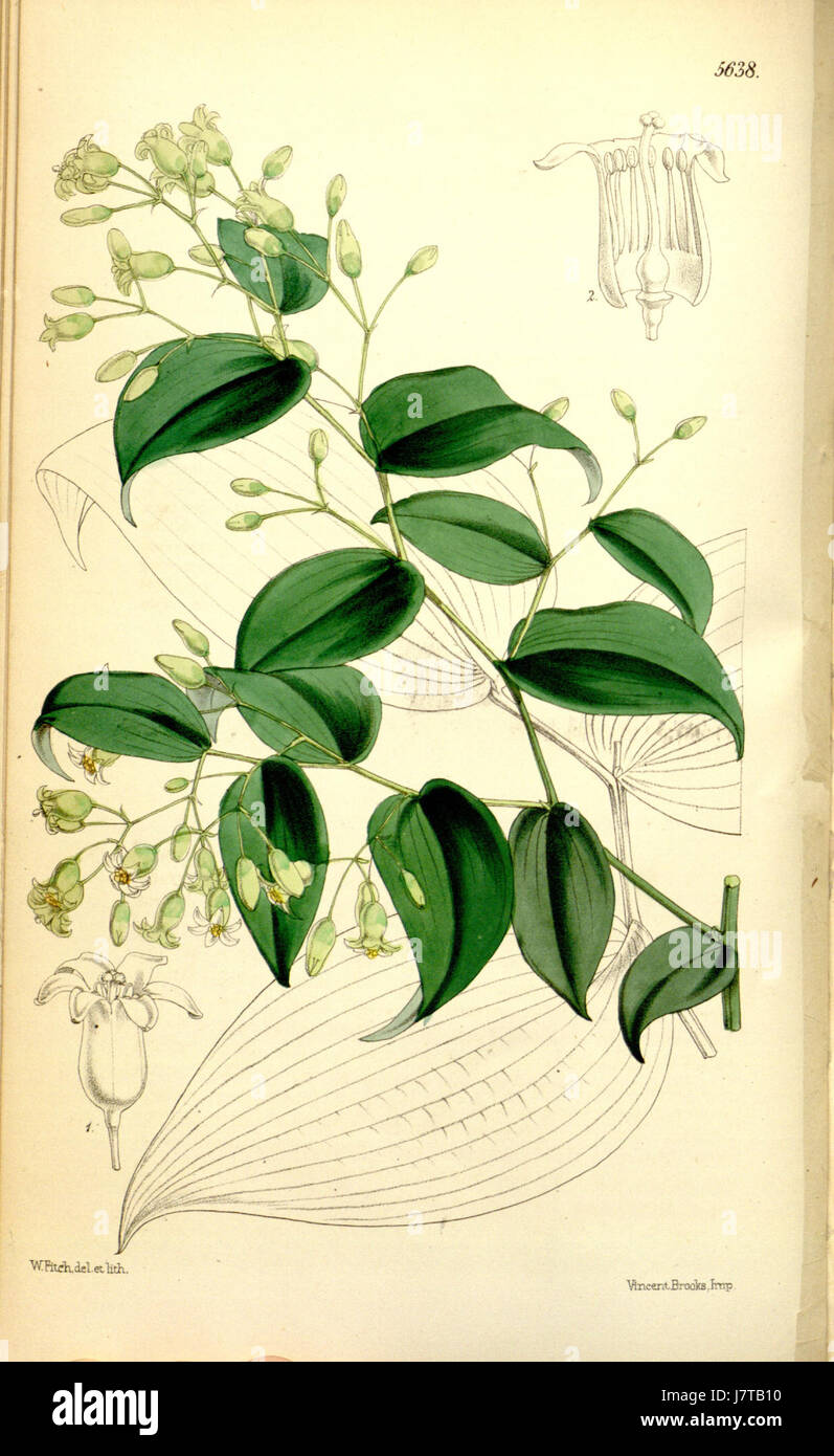 Behnia reticulata hi-res stock photography and images - Alamy