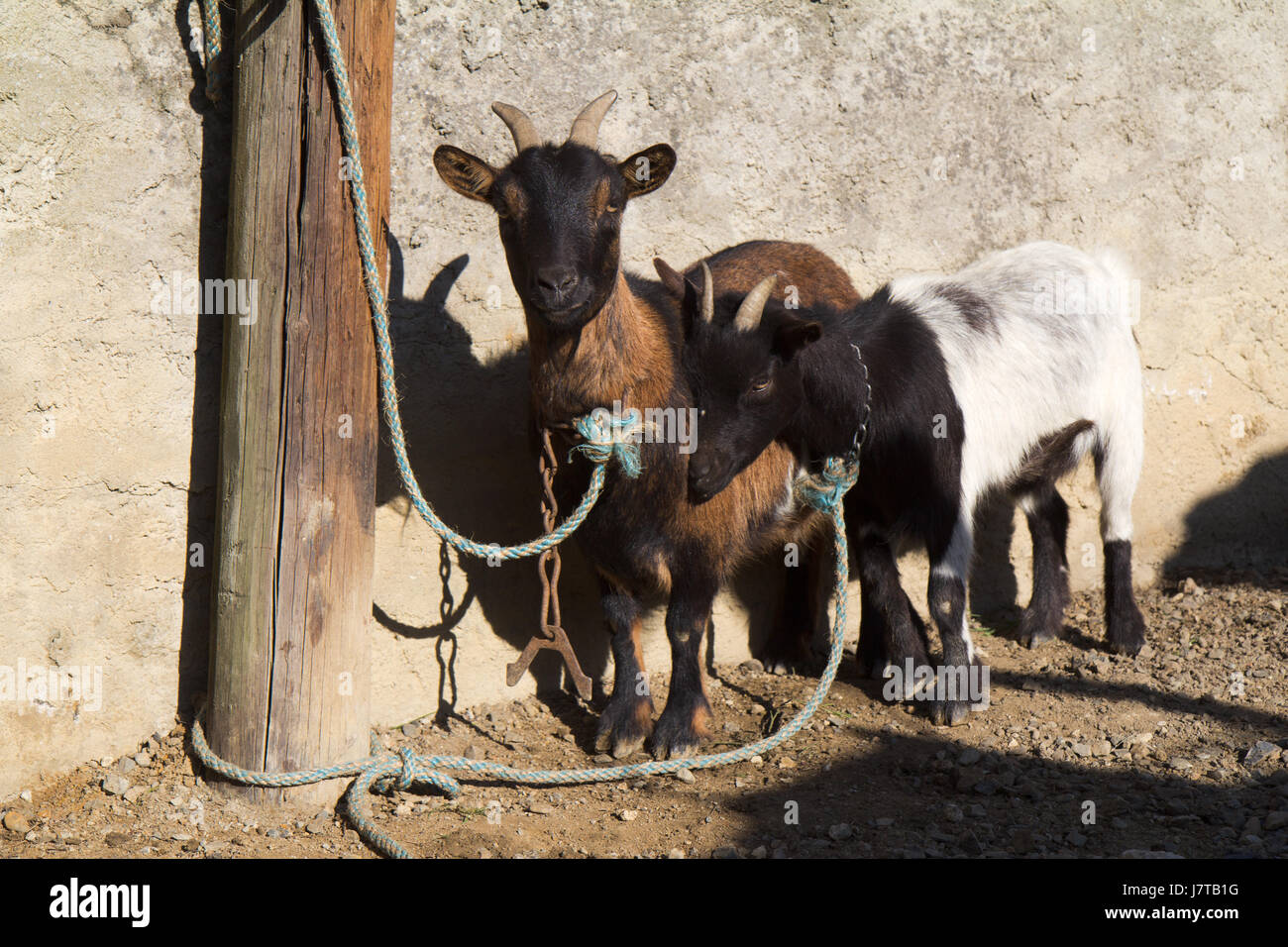 Tied goat hi-res stock photography and images - Alamy