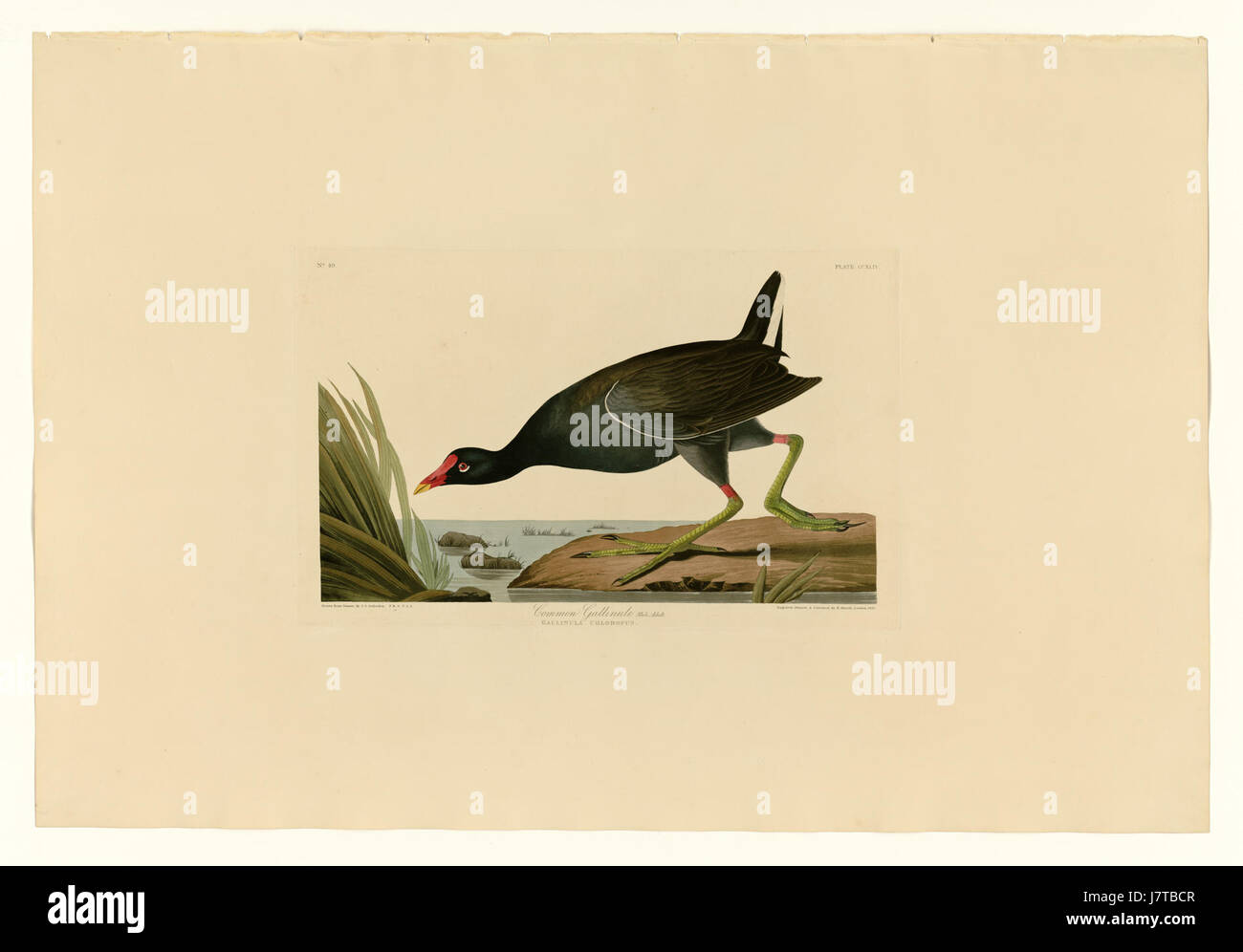 244 Common Gallinule Stock Photo - Alamy