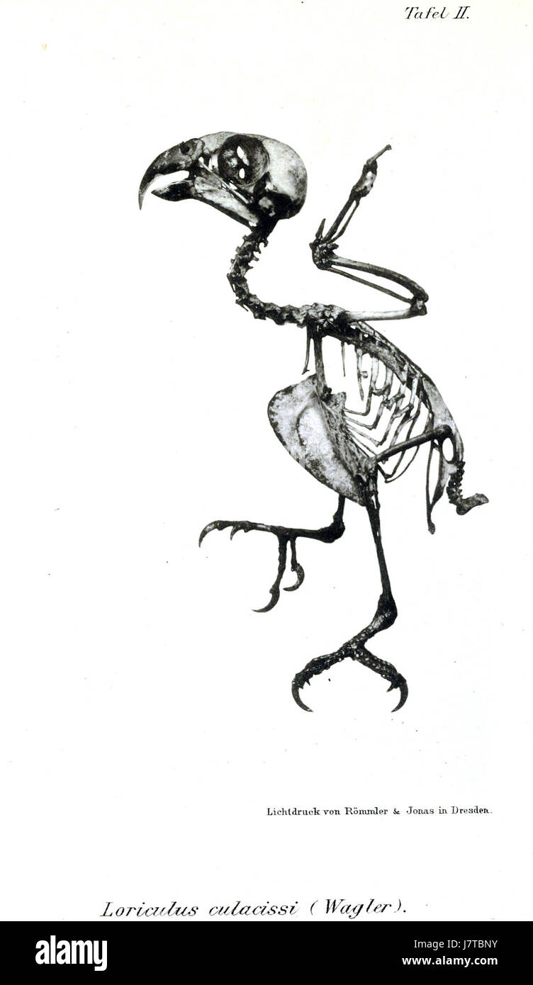 This is an illustration from 'Abbildungen von V1 Meye', a work ...