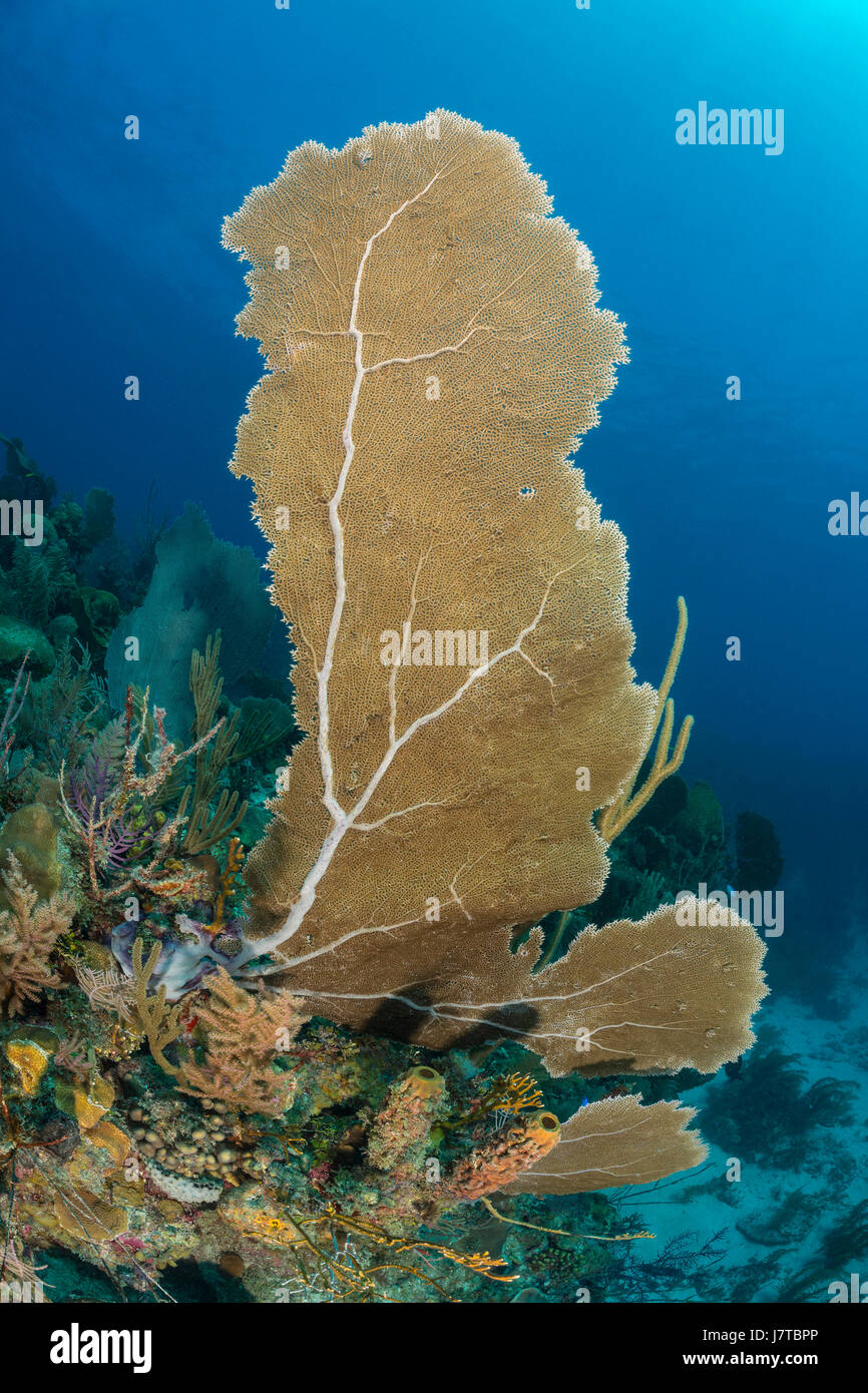 Caribbean Coral Reef, Jardines de la Reina, Cuba Stock Photo - Alamy