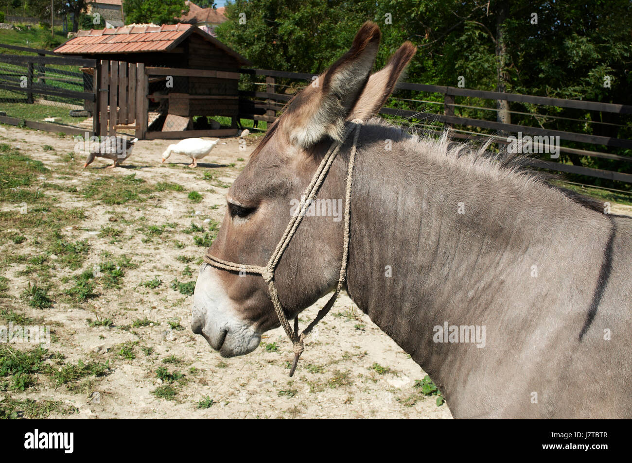 horse animals agriculture farming mammals ducks farm donkey nature ...
