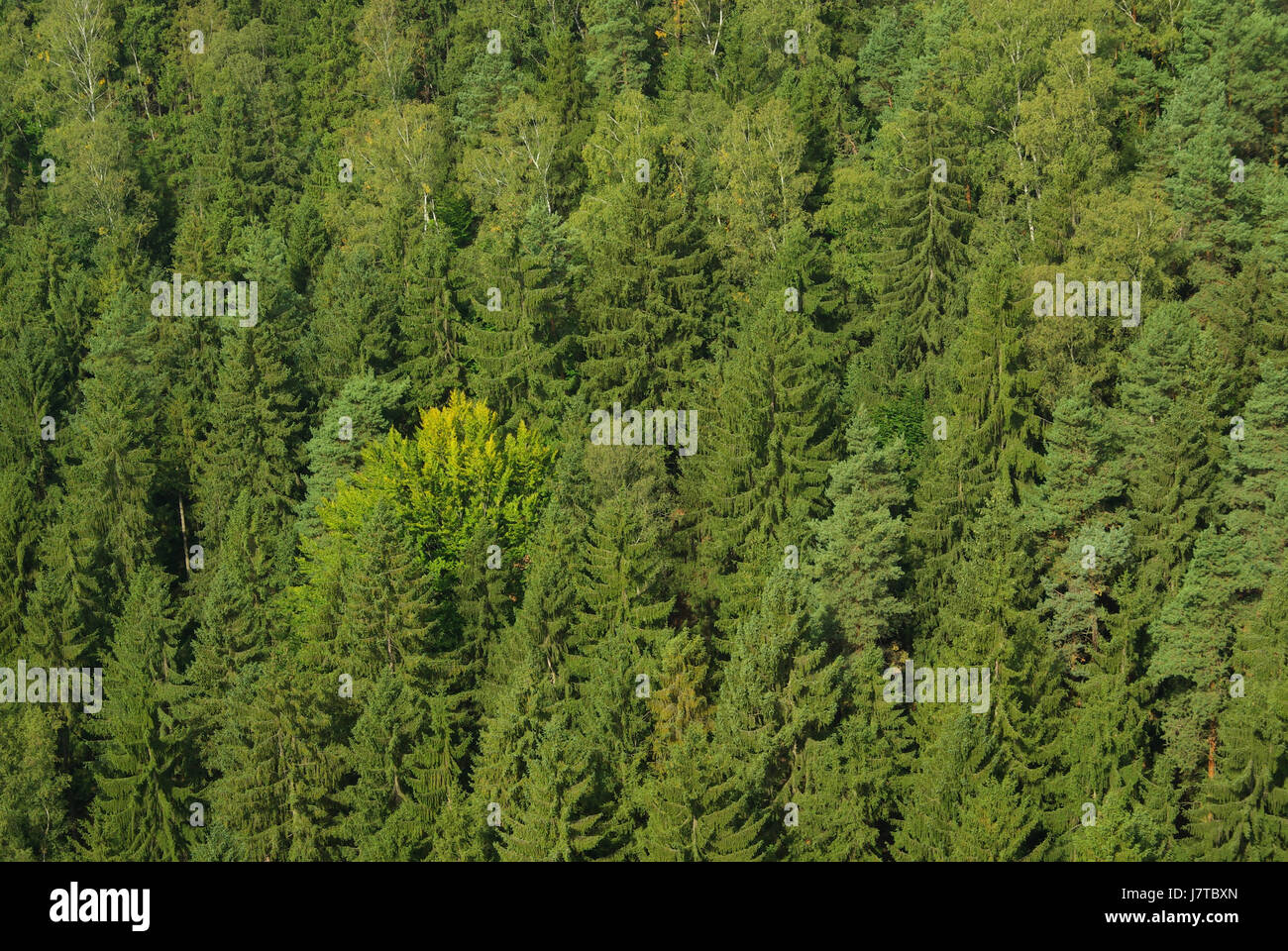 spruce forest - spruce forest 01 Stock Photo - Alamy