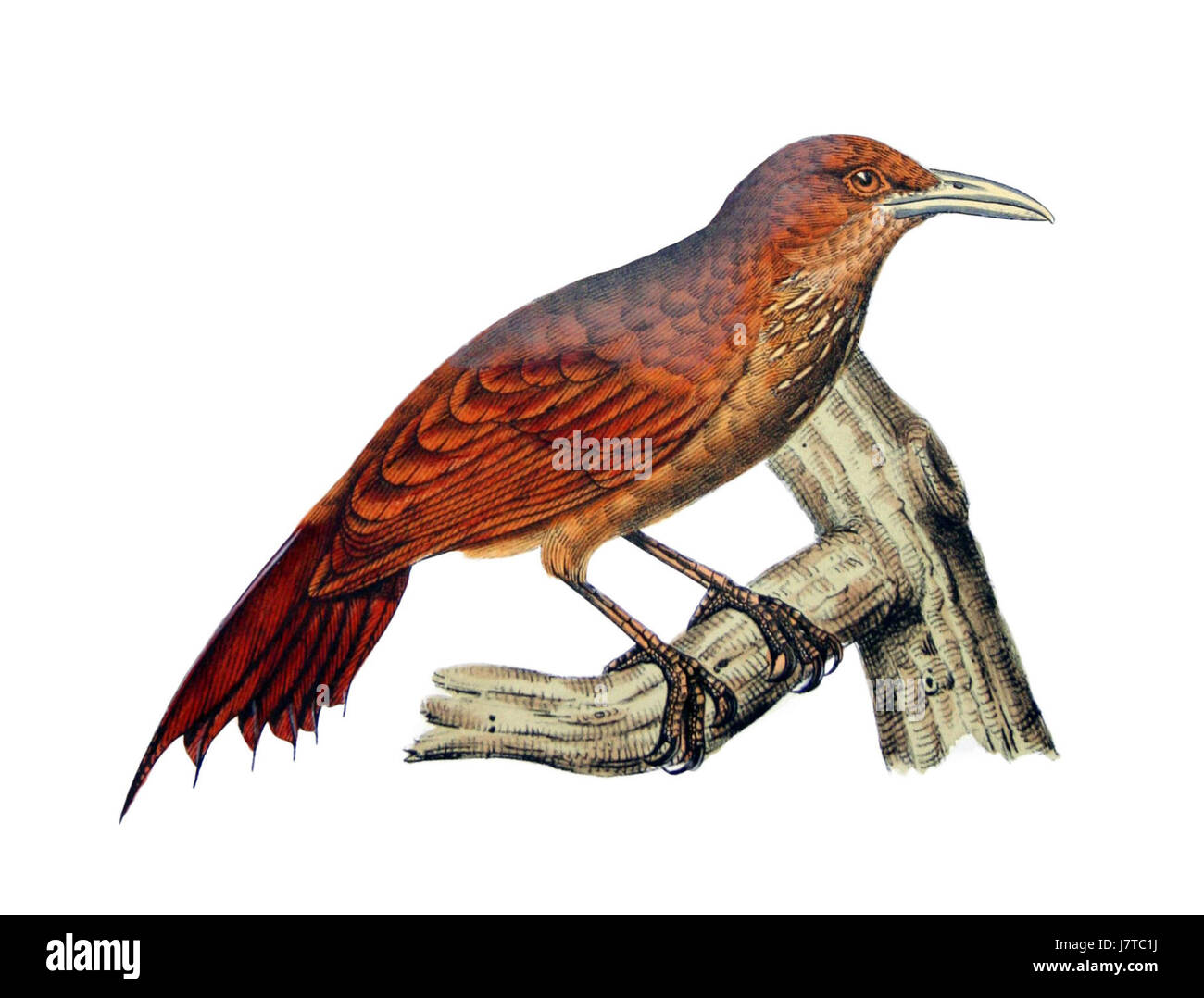 Brazilian insects Cut Out Stock Images & Pictures - Alamy