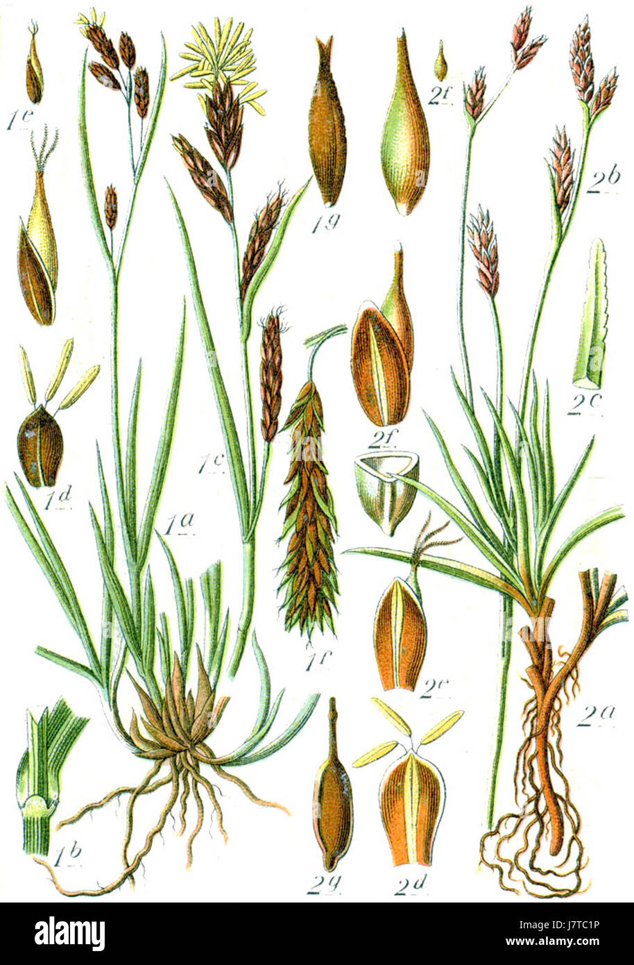 Carex spp, a genus of sedges, is known for its wide range of species ...