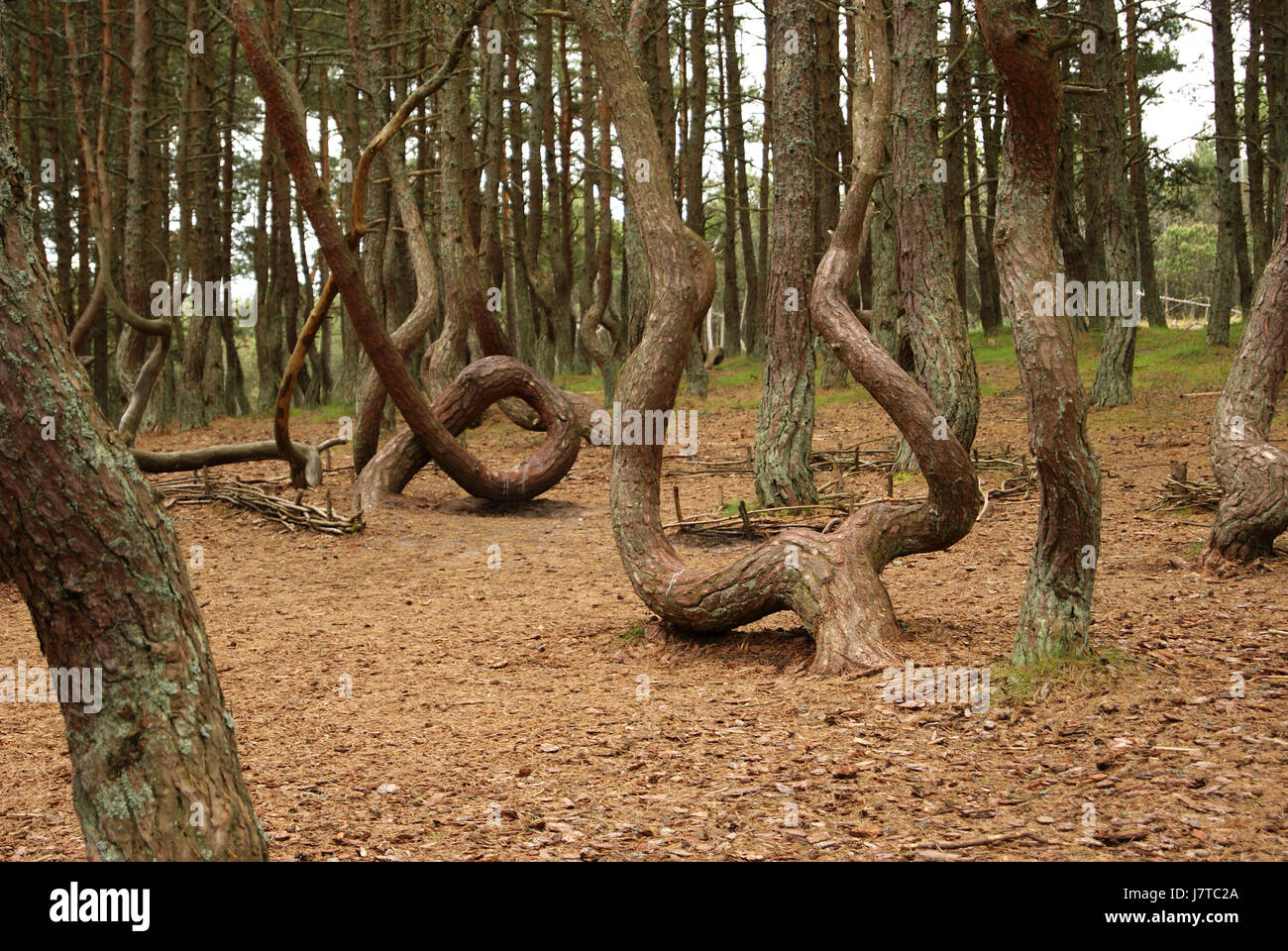 tree pine landscape scenery countryside nature dancing dance lawn green ...