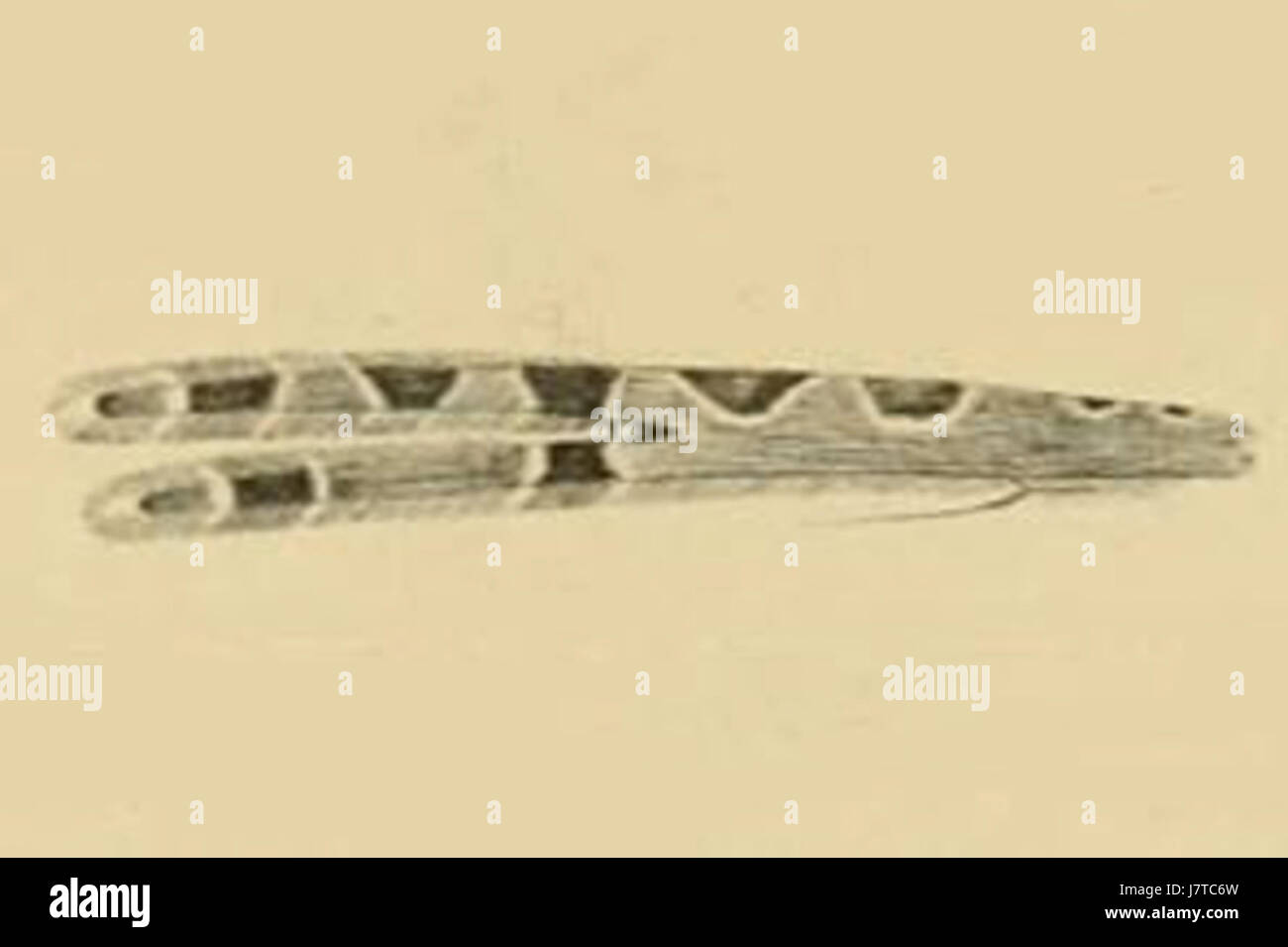 Alucita species hi-res stock photography and images - Alamy