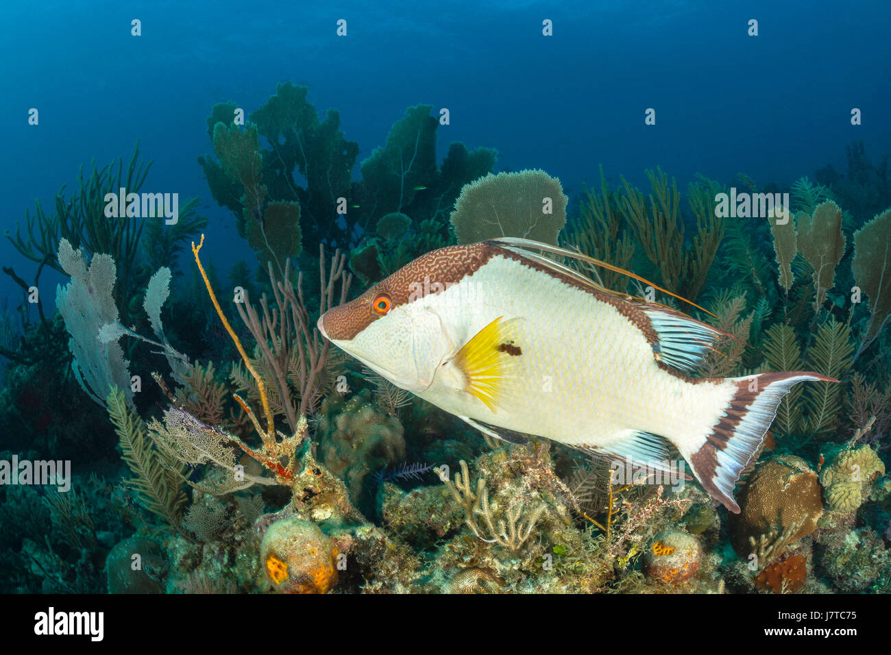 Coral hogfish hi-res stock photography and images - Alamy