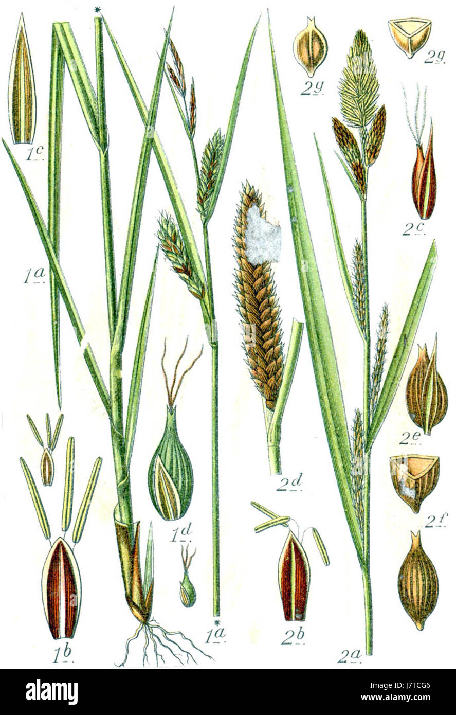 Carex spp Sturm62 Stock Photo - Alamy