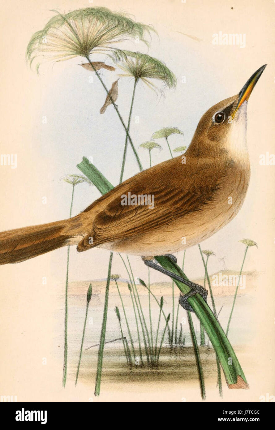 *Acrocephalus stentoreus*, commonly known as the Streaked Reed Warbler ...