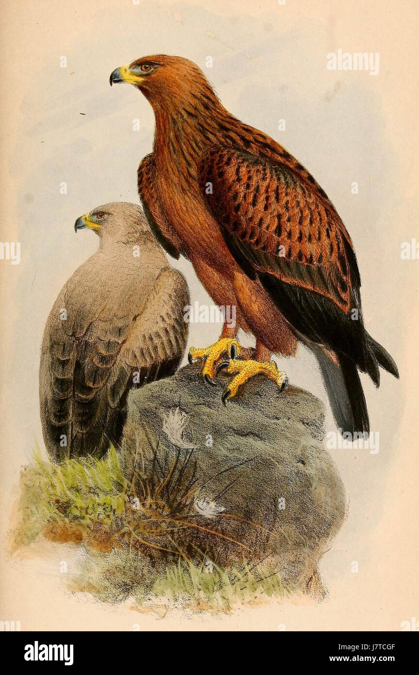 An illustration of Aquila rapax from 1865, a bird of prey known for its ...