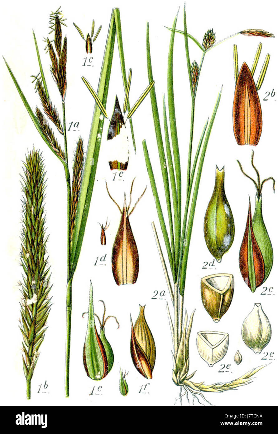 Wildlife protection services Cut Out Stock Images & Pictures - Alamy