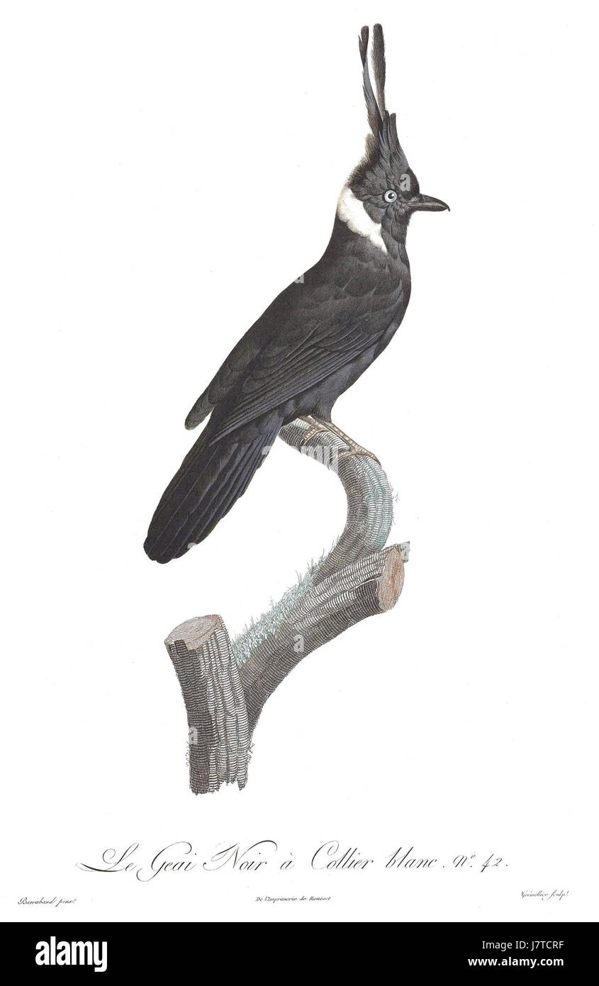 Birds natural coloration Cut Out Stock Images & Pictures - Alamy