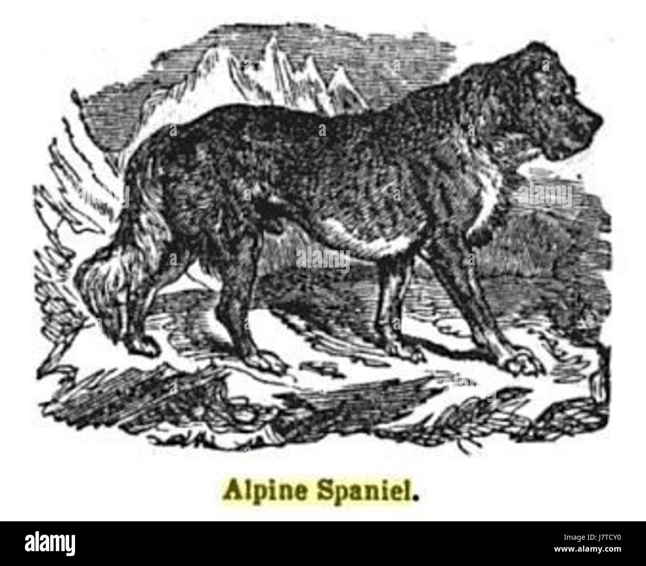The Alpine Spaniel, a dog breed from the Alps, was bred for rescue work ...