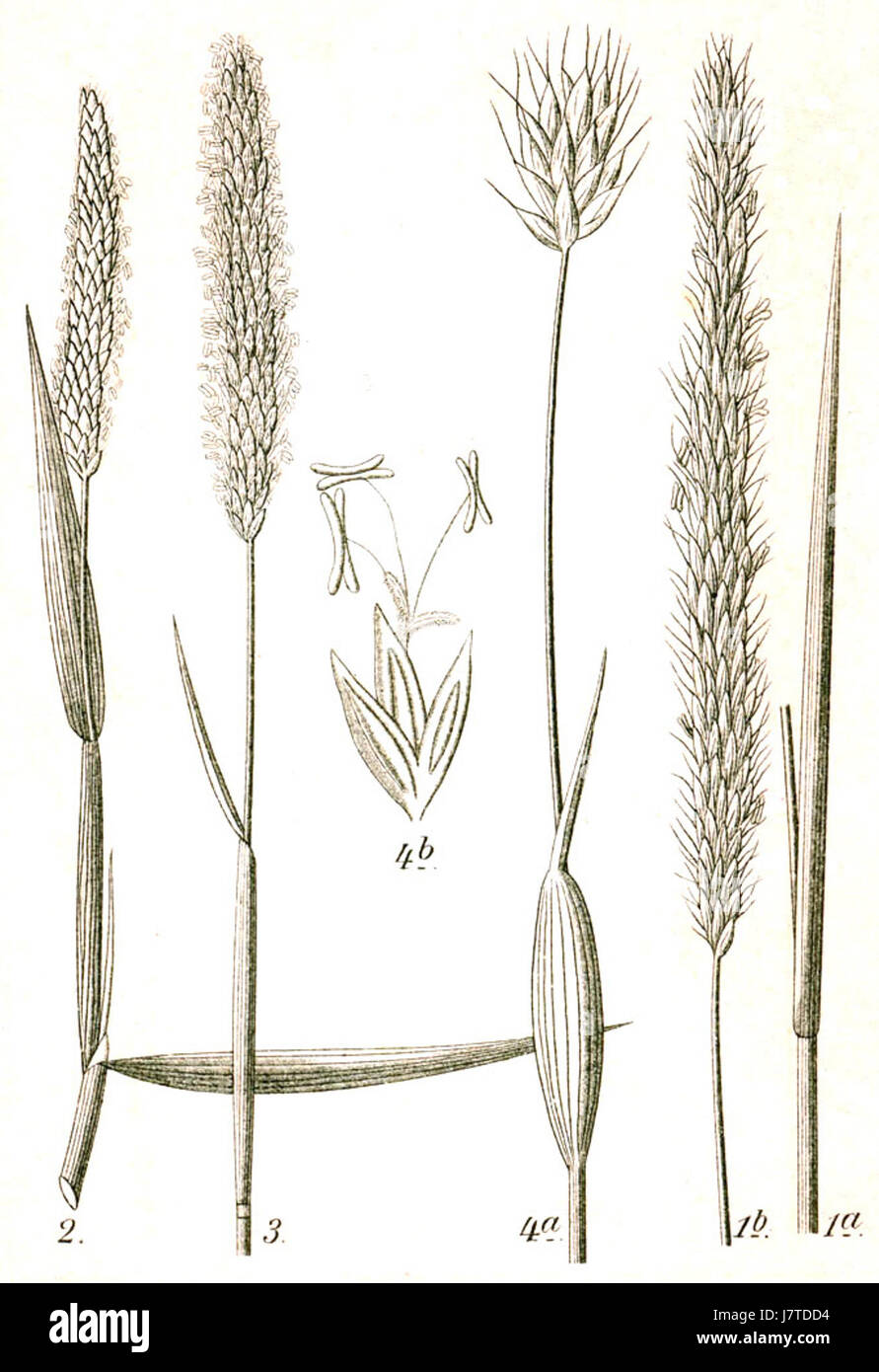 Alopecurus spp. refers to a genus of grasses, commonly known as ...