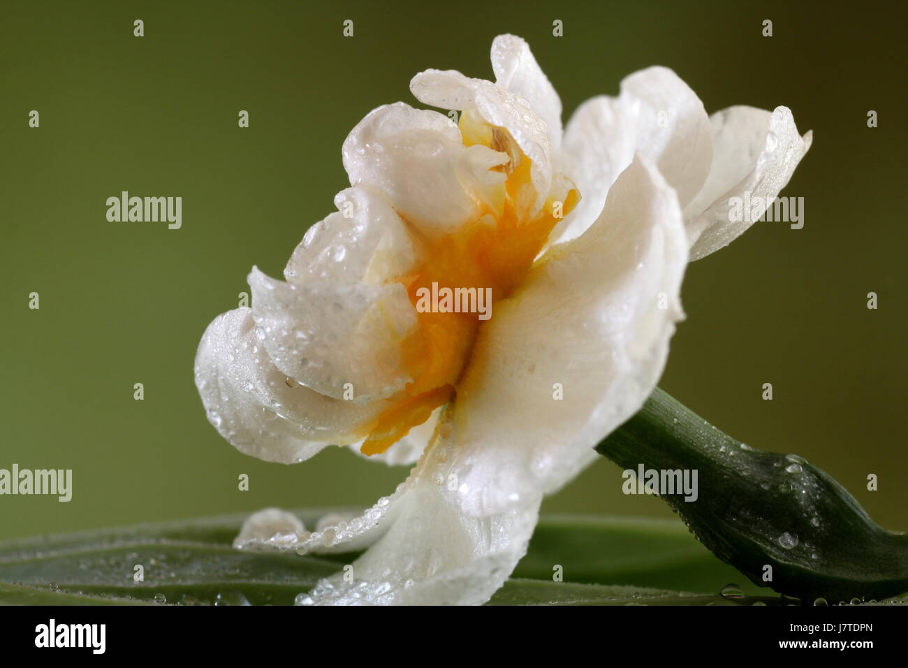 flower plant bloom blossom flourish flourishing pollen daffodil ...