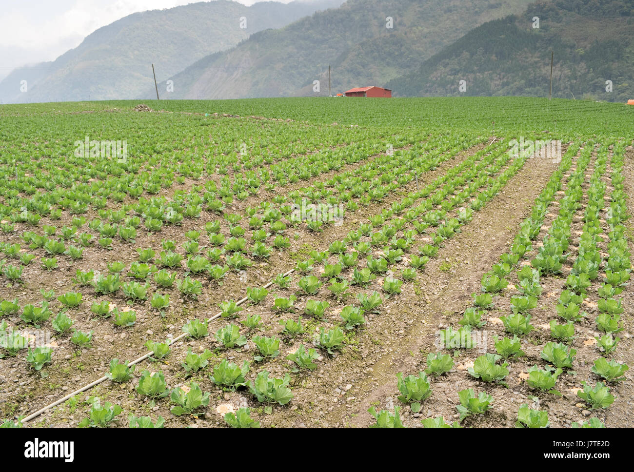 beautiful beauteously nice agriculture farming outdoor idyllic ...