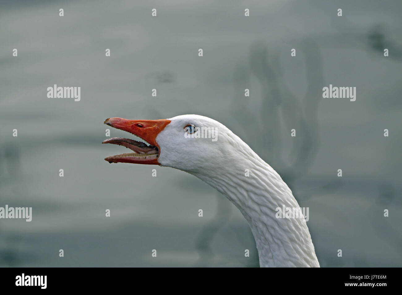 threat geese goose menacing raving furious angry irately to hiss animal ...