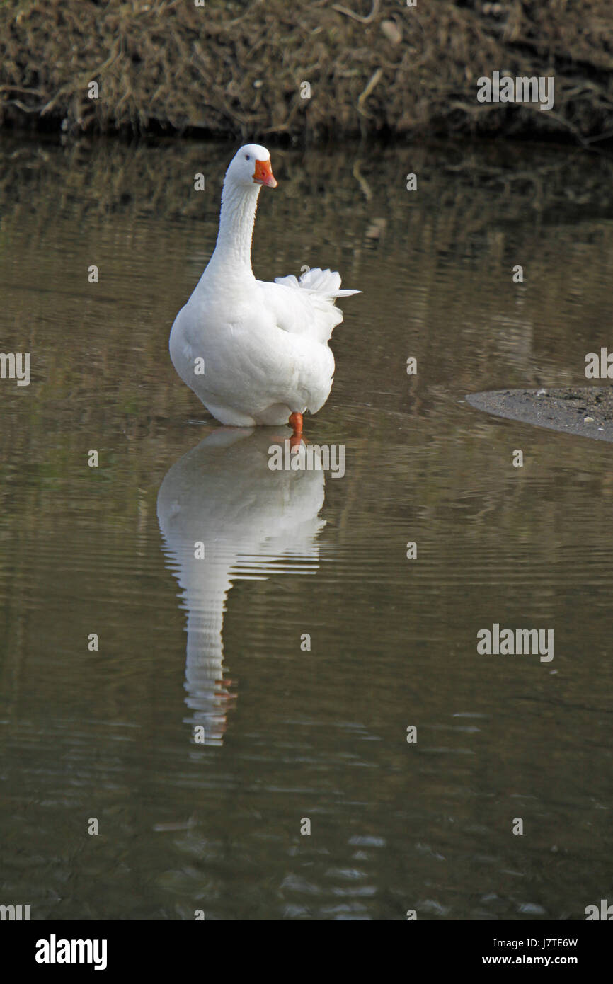 animal bird birds blank european caucasian poultry farm animal goose ...
