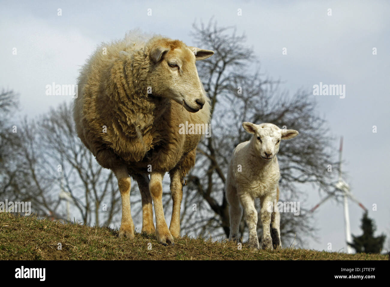sheep mothers ewe cap nut lamb animal pet mammal agriculture farming ...