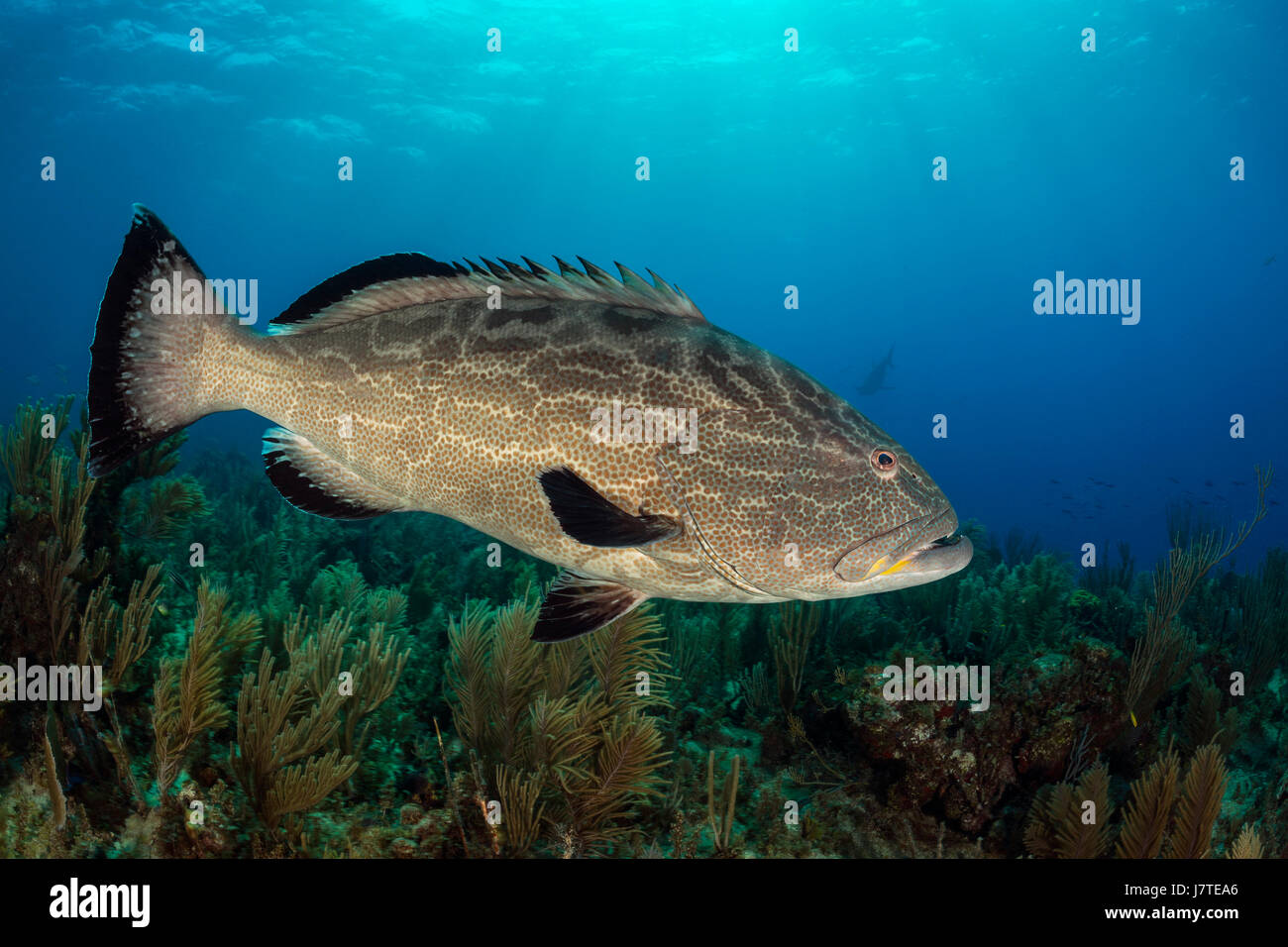 Black Grouper Mycteroperca Bonaci High Resolution Stock Photography and ...