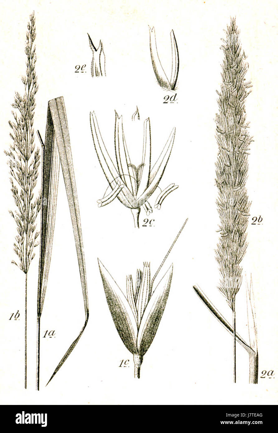 A scientific reference to species within the Aveneae tribe, as ...