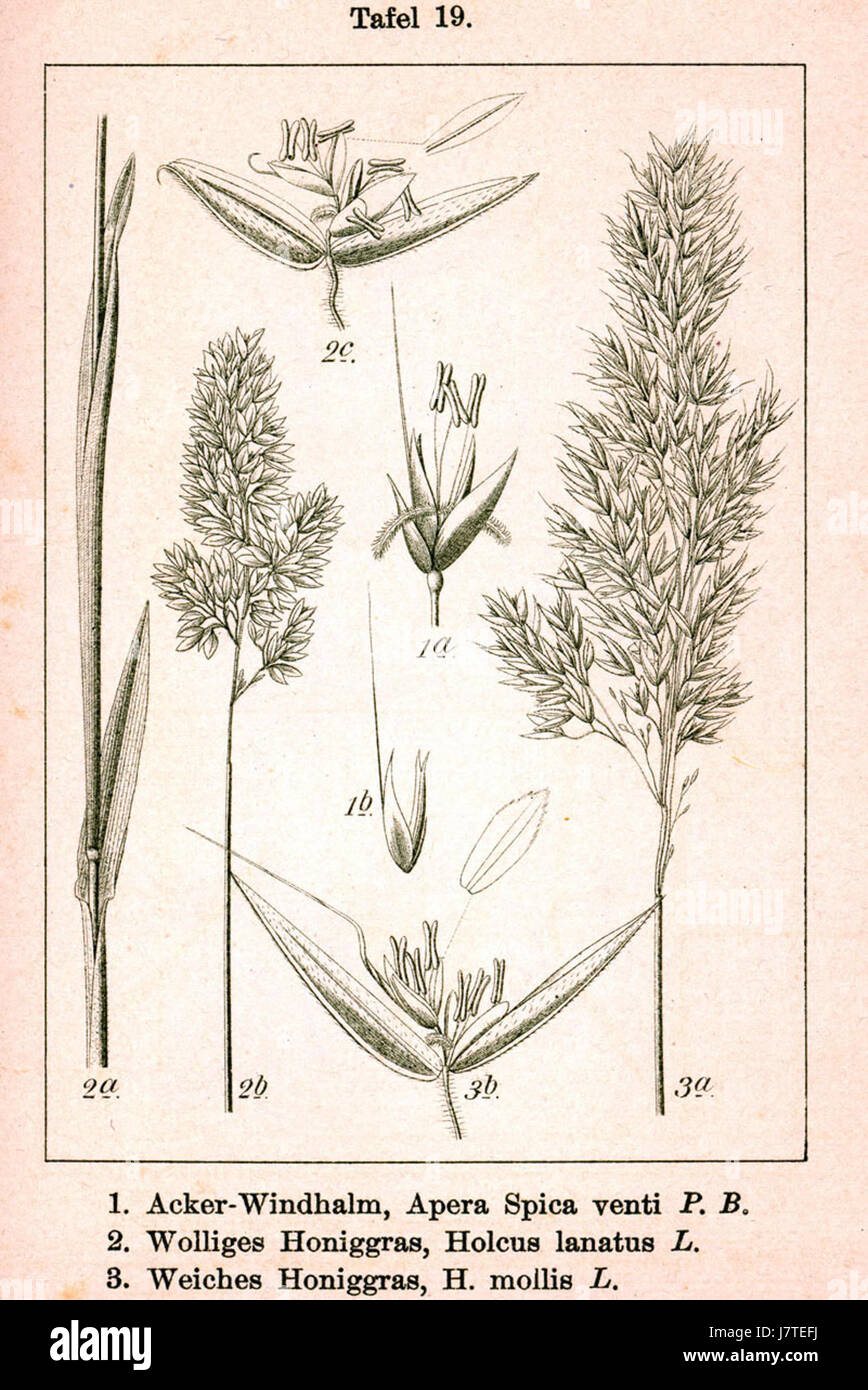 Study of various grass species hi-res stock photography and images - Alamy