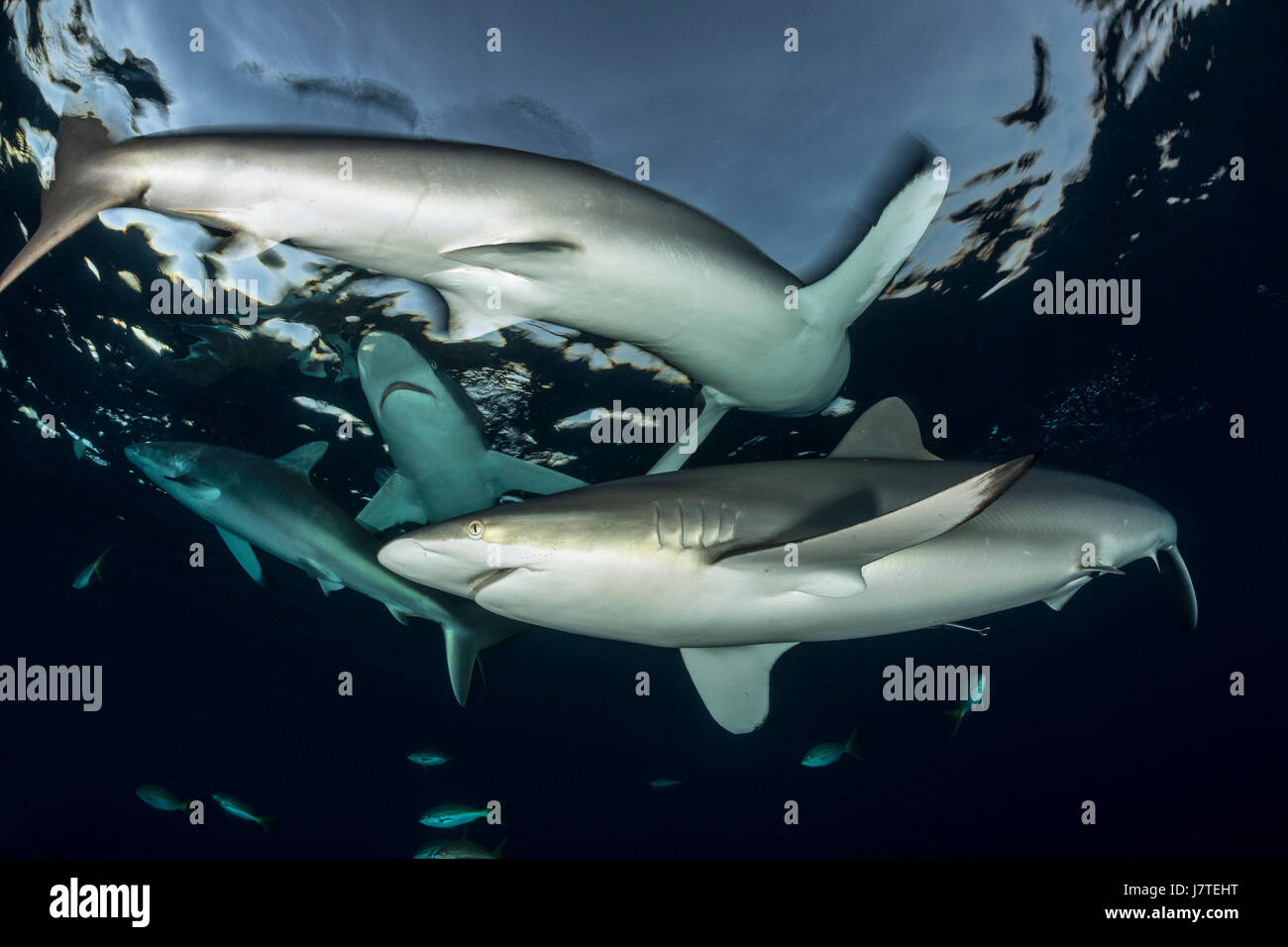 Silky Shark, Carcharhinus falciformis, Jardines de la Reina, Cuba Stock ...