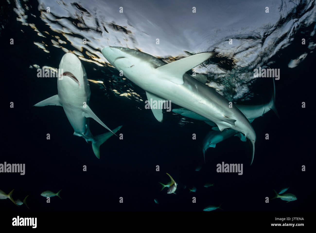 Carcharhinus falciformis hi-res stock photography and images - Alamy