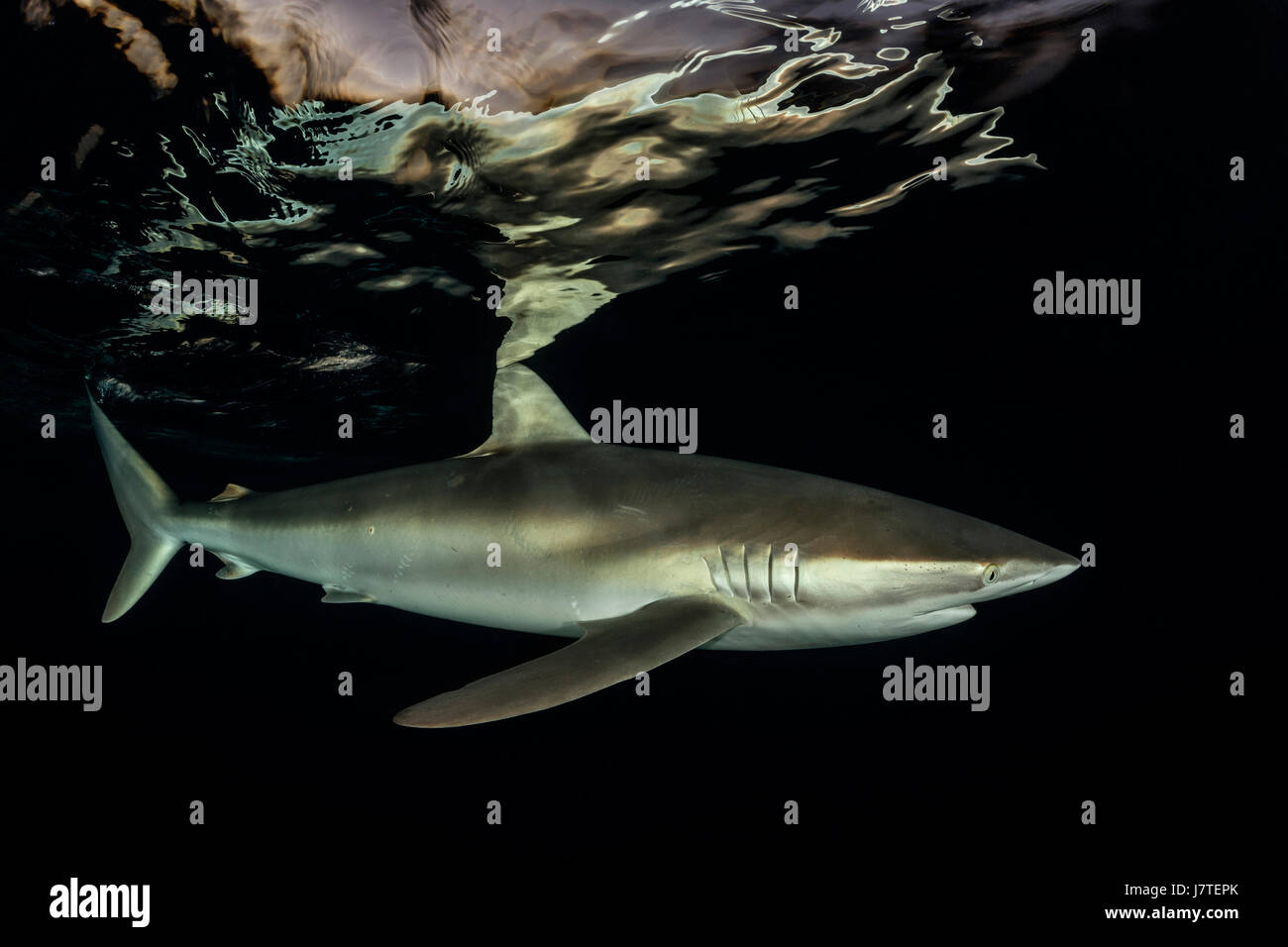 Silky Shark, Carcharhinus falciformis, Jardines de la Reina, Cuba Stock ...