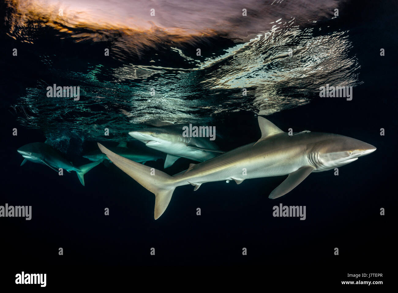 Silky Shark, Carcharhinus falciformis, Jardines de la Reina, Cuba Stock ...