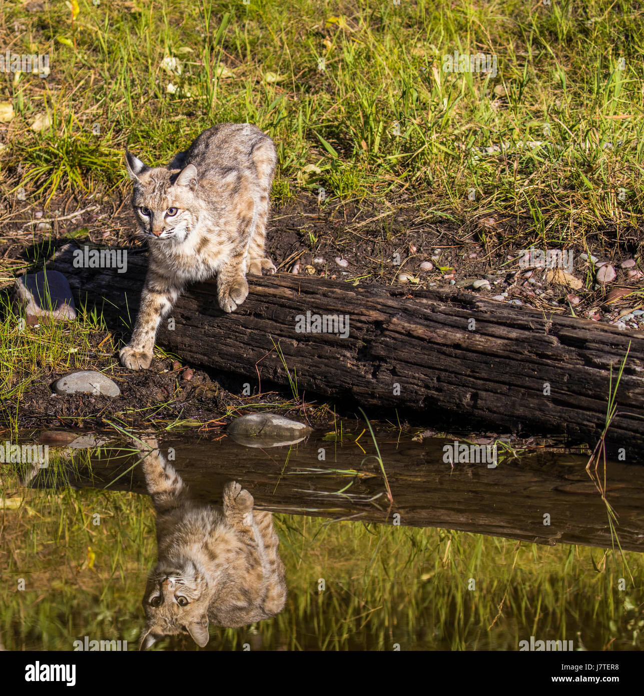 lynx rufus / Bobcat Stock Photo - Alamy