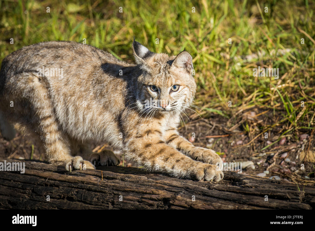 lynx rufus / Bobcat Stock Photo - Alamy