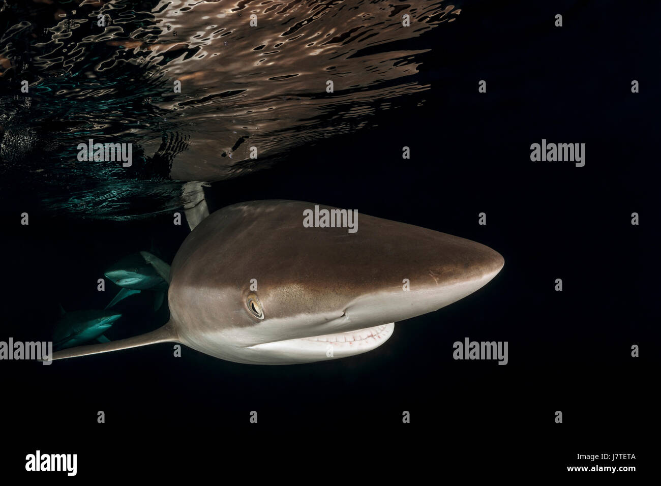 Silky Shark, Carcharhinus falciformis, Jardines de la Reina, Cuba Stock ...