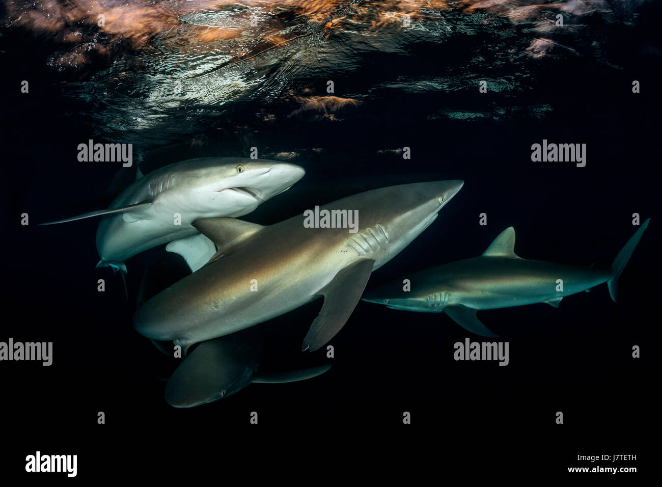 Silky Shark, Carcharhinus falciformis, Jardines de la Reina, Cuba Stock ...