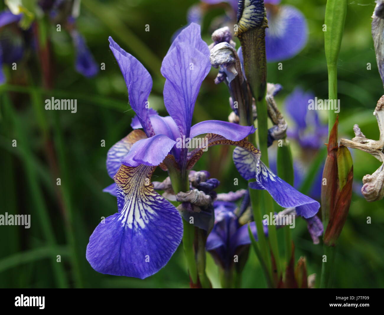 Breen plants hi-res stock photography and images - Alamy