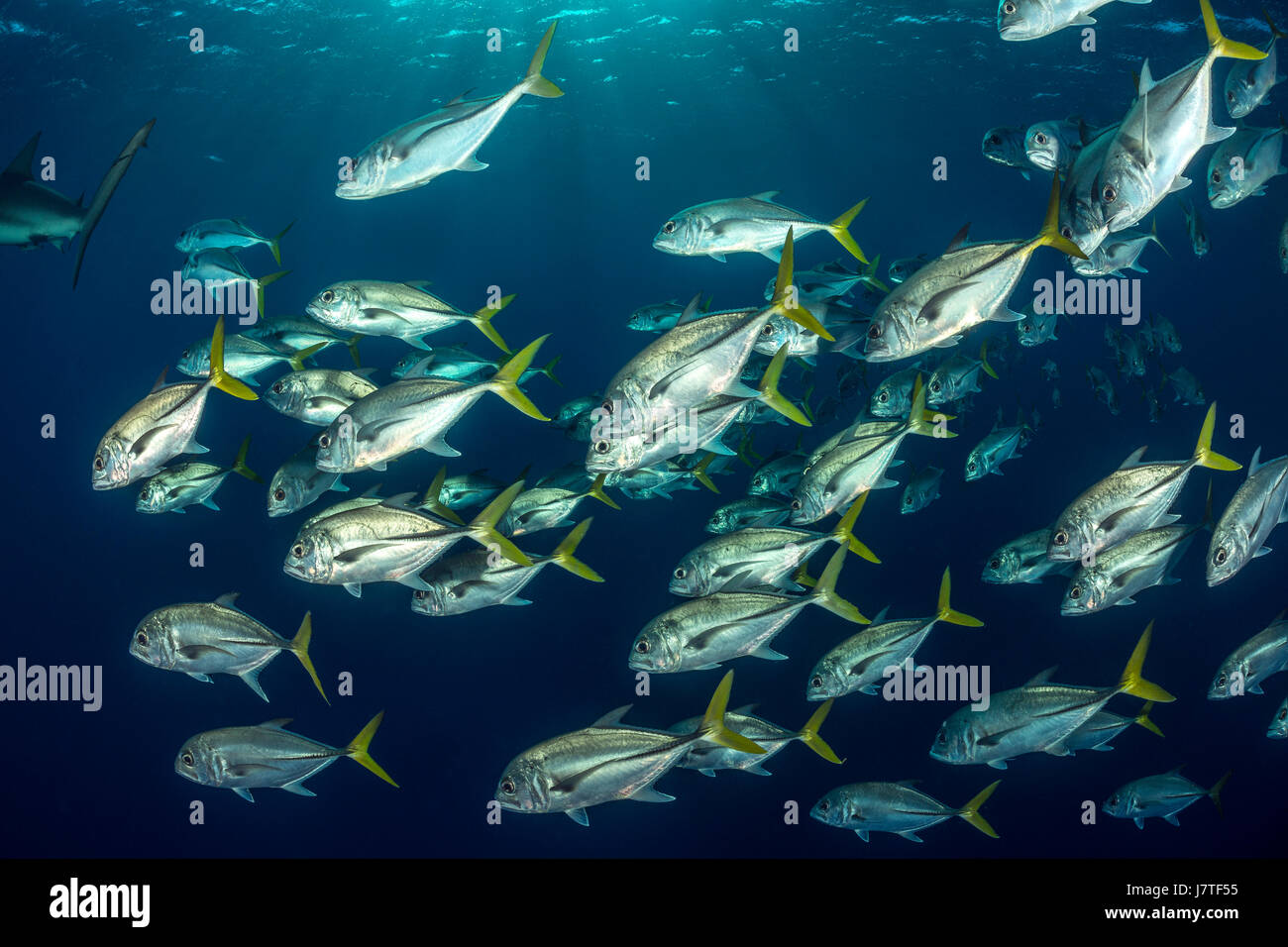 Horse eye jackfish hi-res stock photography and images - Alamy