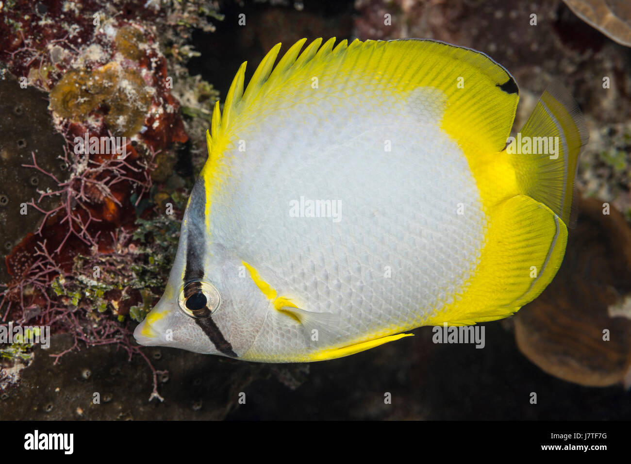 Spotfin Butterflyfish, Chaetodon ocellatus, Jardines de la Reina, Cuba ...