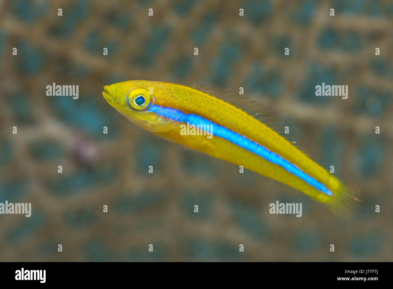 Juvenile Yellowhead Wrasse, Halichoeres garnoti, Jardines de la Reina ...